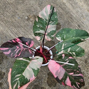 Philodendron Pink Princess Marble King Variegated xlarge Free ...