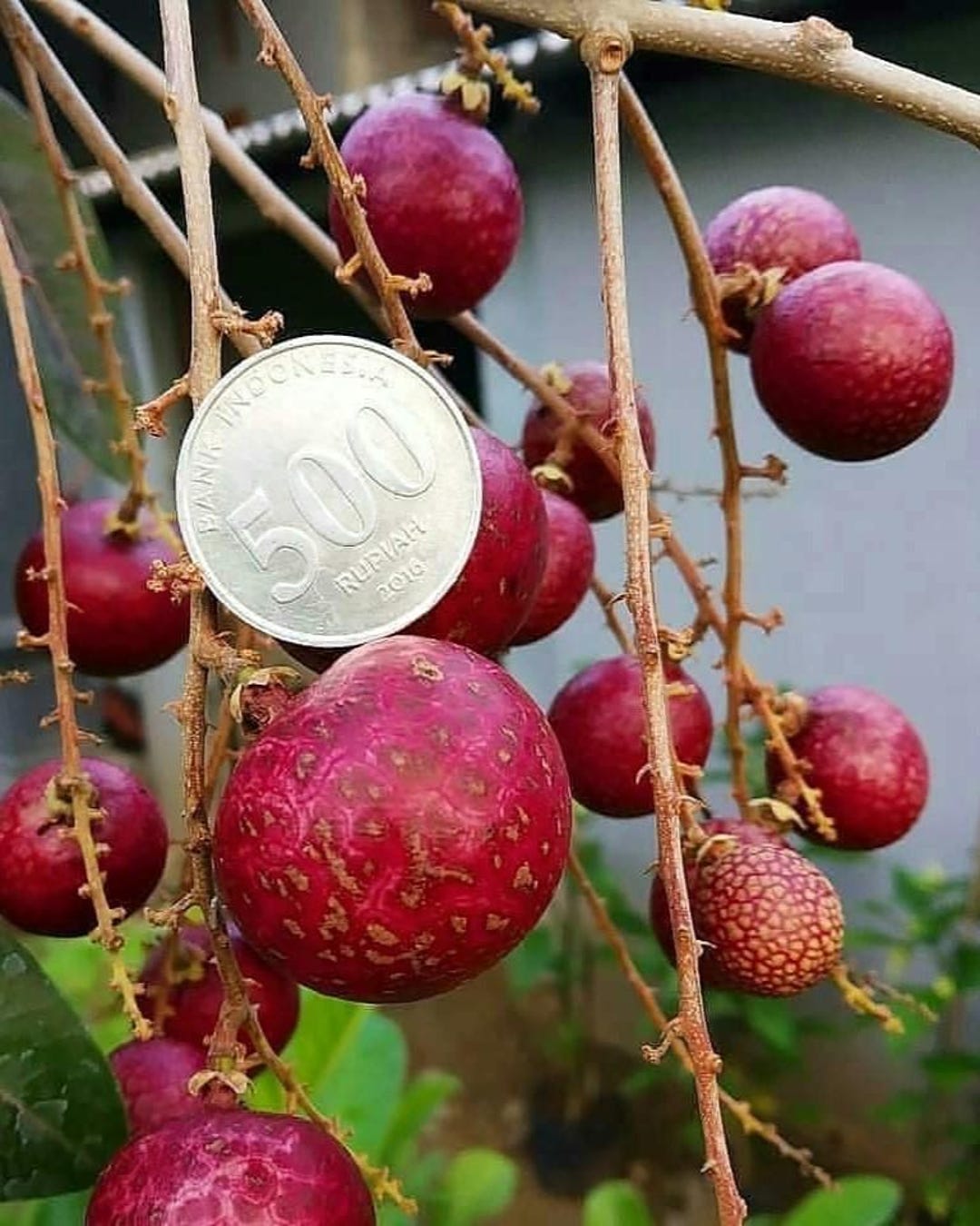 Grafted Fruit Tree Plants Ruby Longan Free Phytosantary DHL Express ...