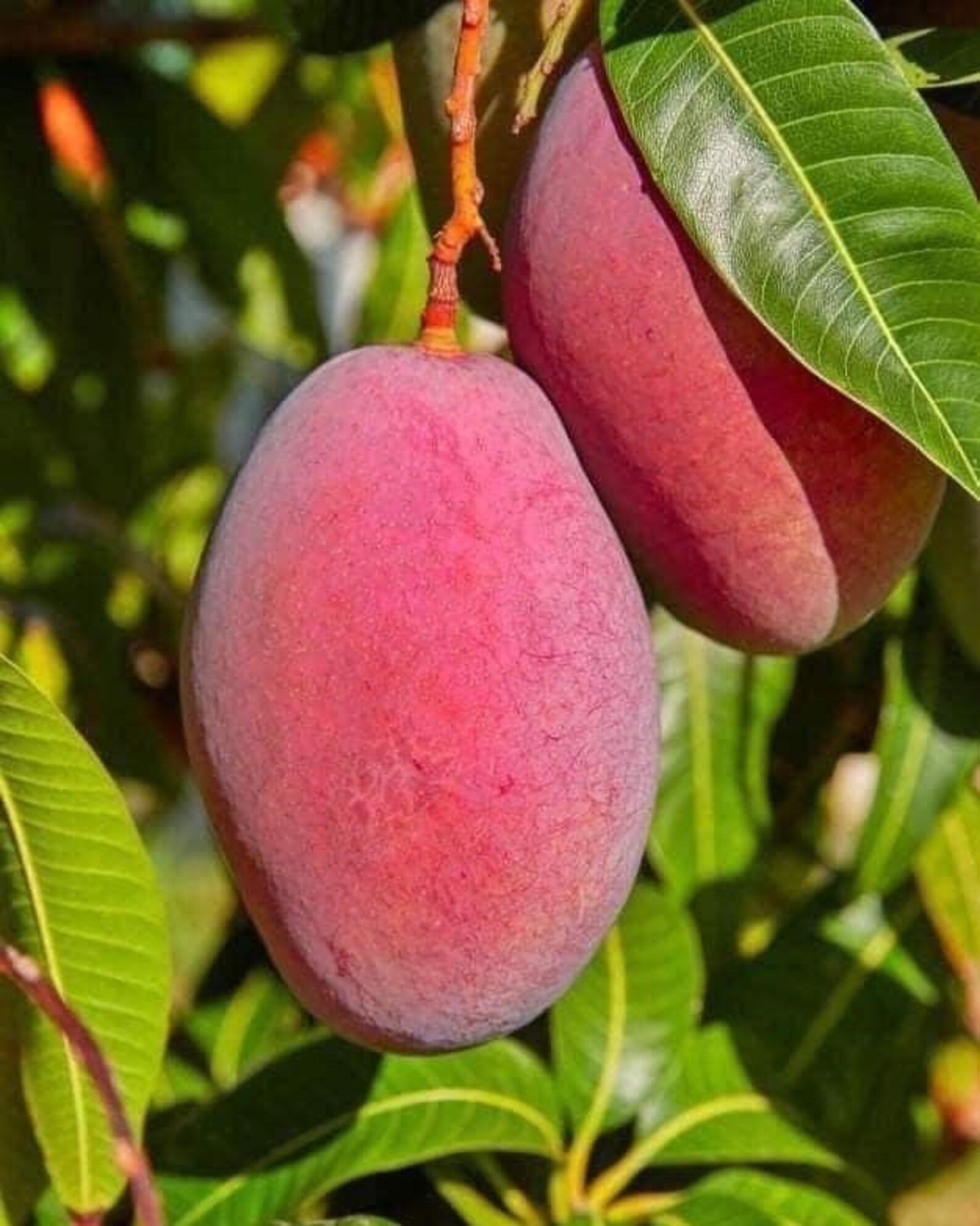 Custom Grafted Fruit Tree Plants Mango Irwin Good Condition Plants - Etsy