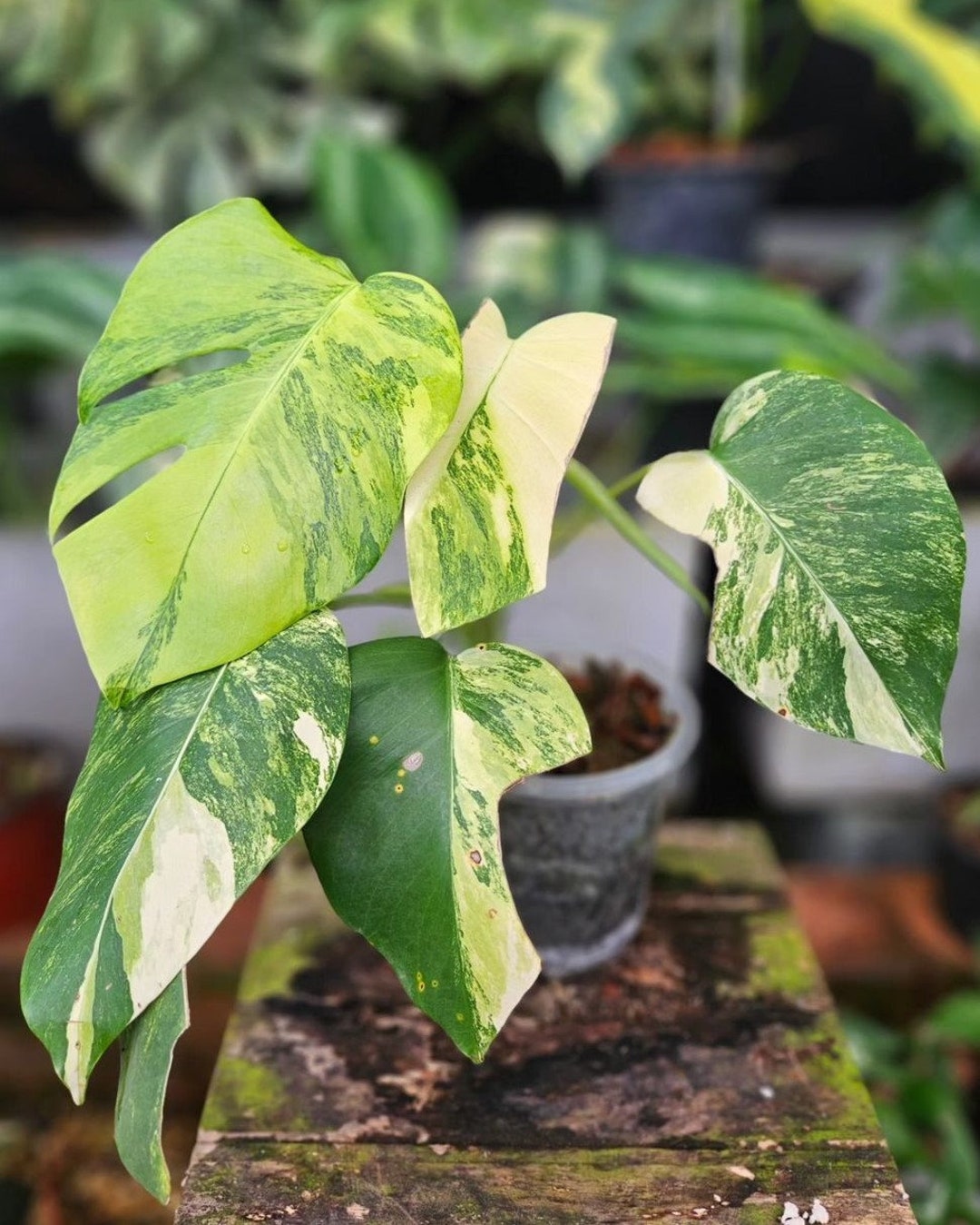 Monstera Borsigiana Yellow Variegated Monstera Marmorata Free ...