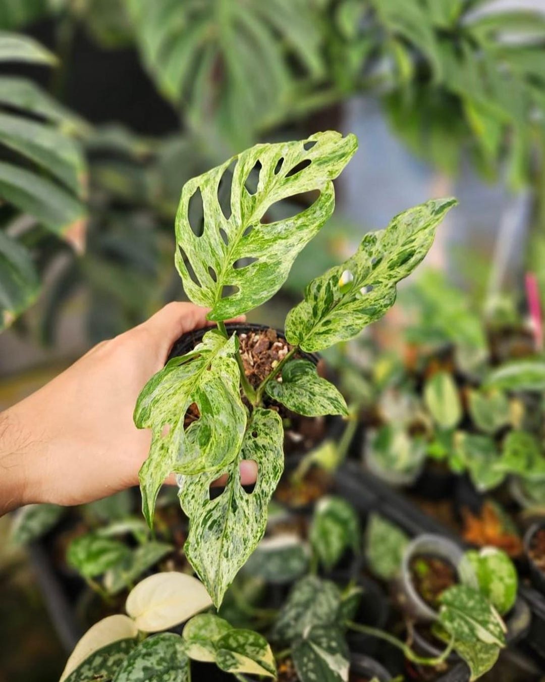 Real Picture Monstera Laniata Mottled Variegated Good Rooted Actual ...