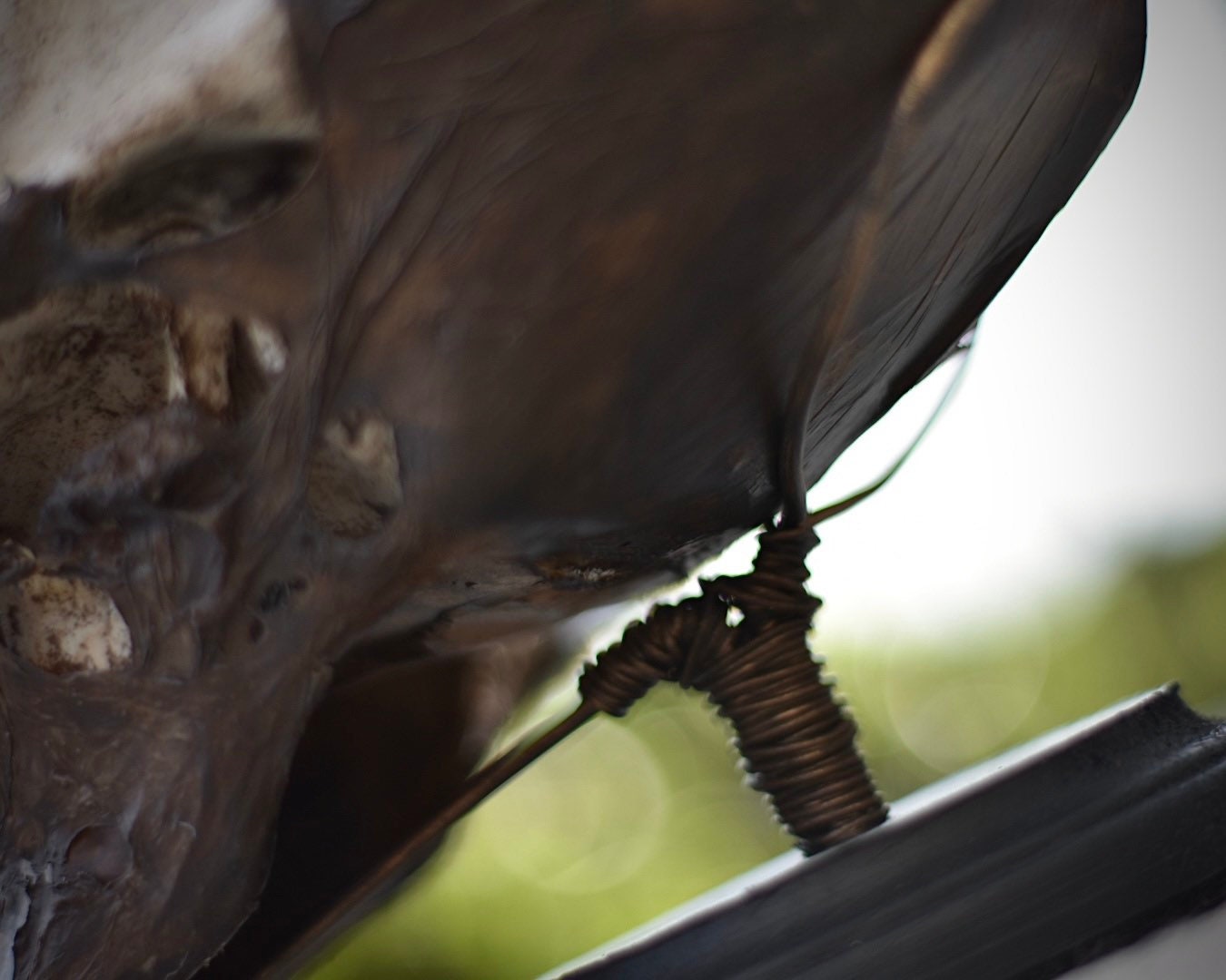 Life Size Decayed Skull Halloween Prop With Stand - Etsy