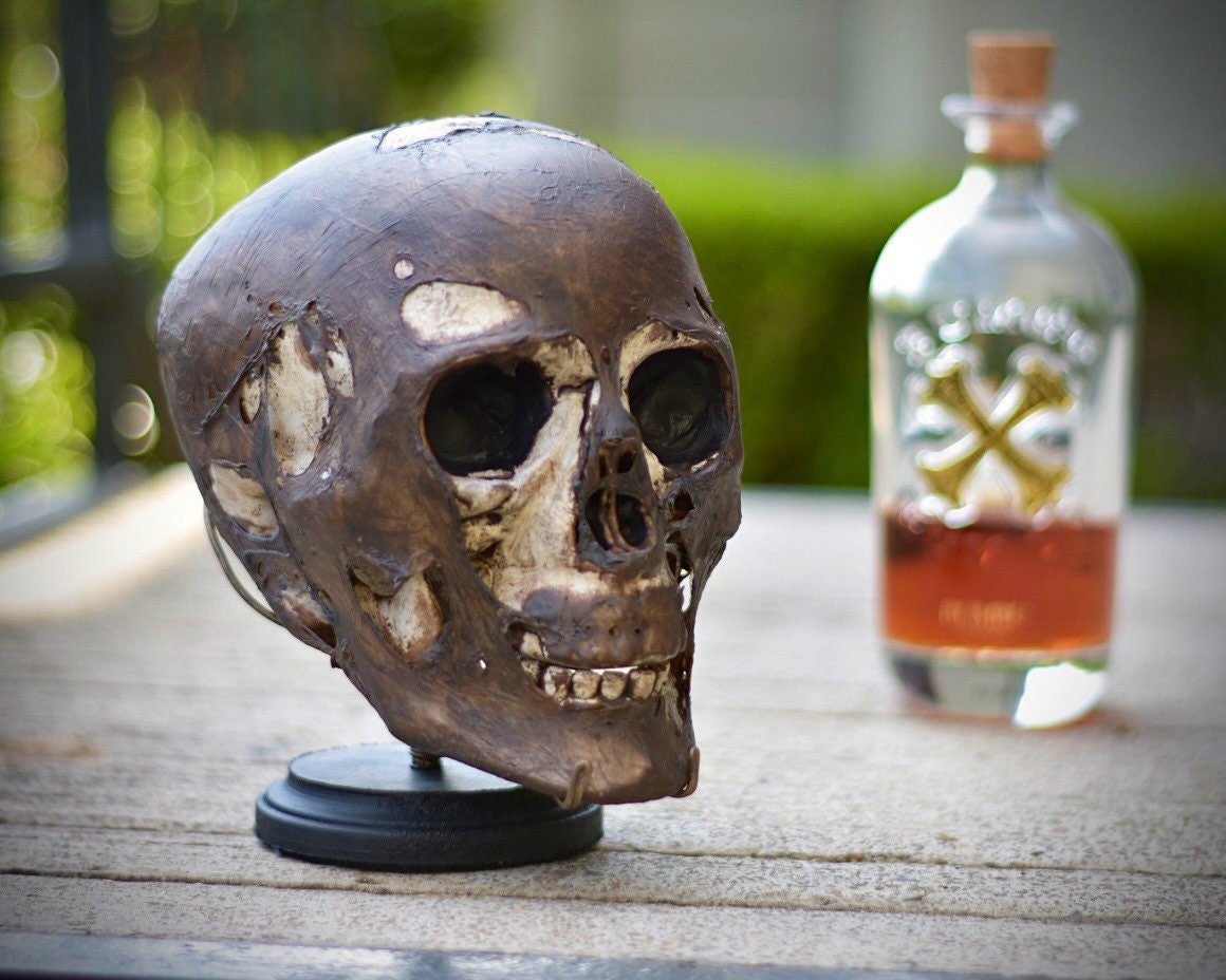 Life Size Decayed Skull Halloween Prop With Stand - Etsy