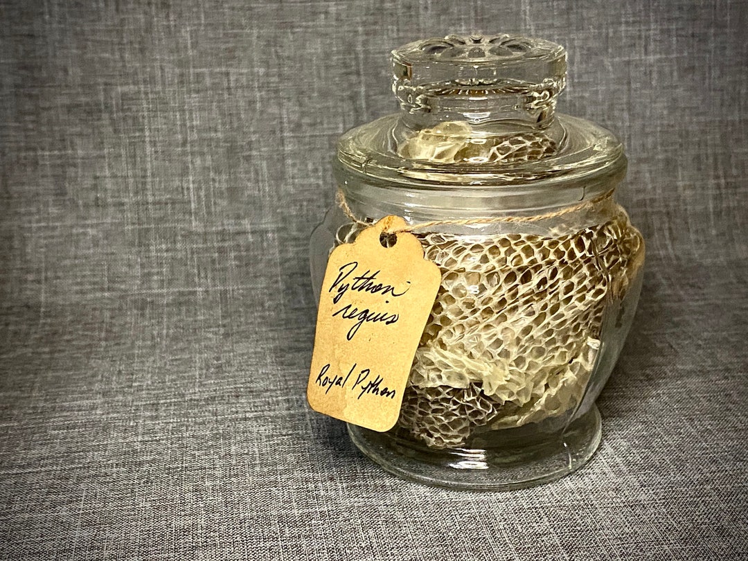 Decorative Jar of Snake Skin - Etsy