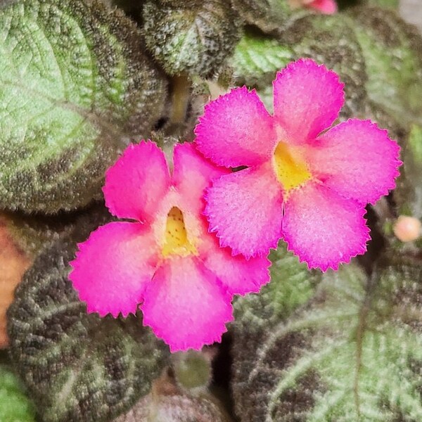 Episcia - Etsy