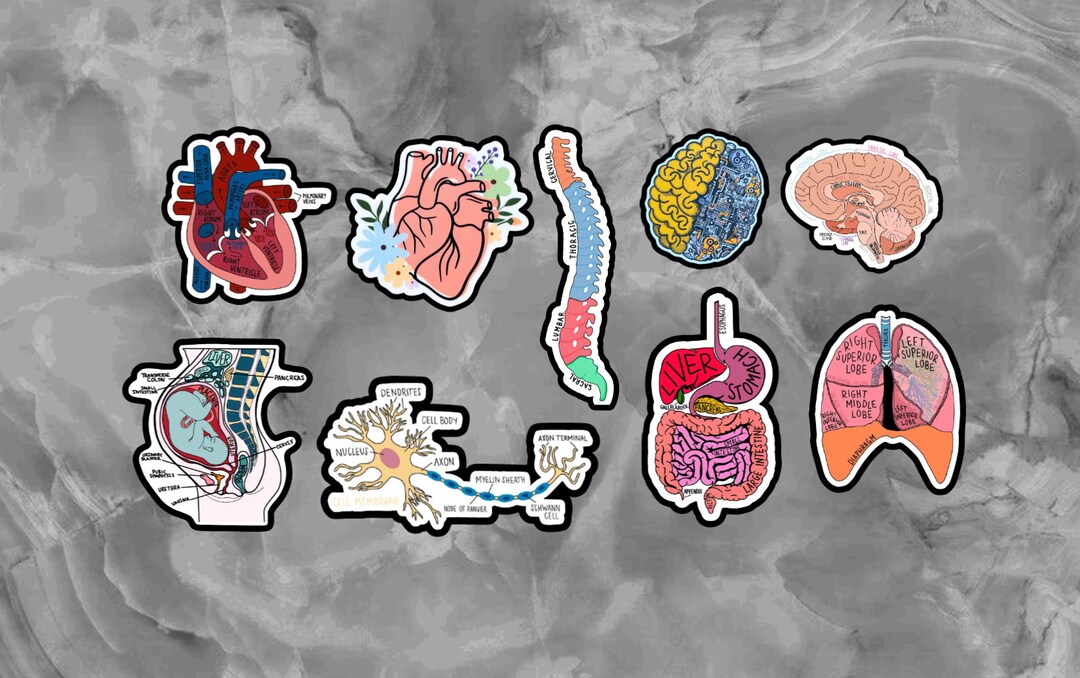 Anatomical Body Parts Stickers Labeled Human Anatomy Decals - Etsy