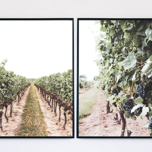 Wine Print Set of 6 Wine Printable Art Vineyard Grapes - Etsy