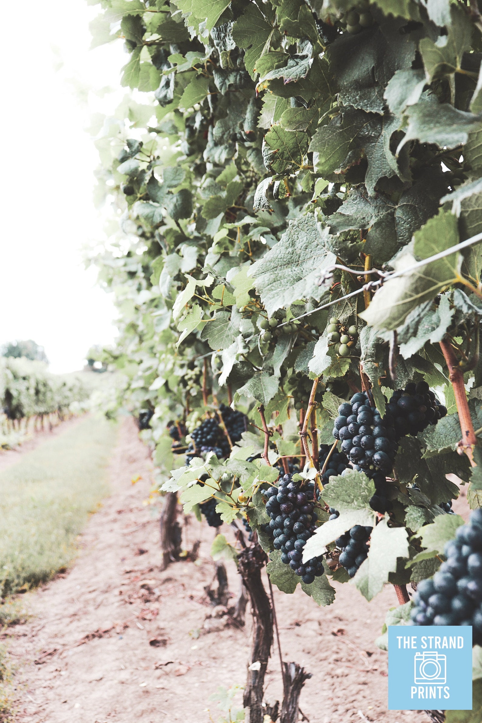 Vineyard Set of 3 Digital Print, Wine Country Poster, Napa Valley ...