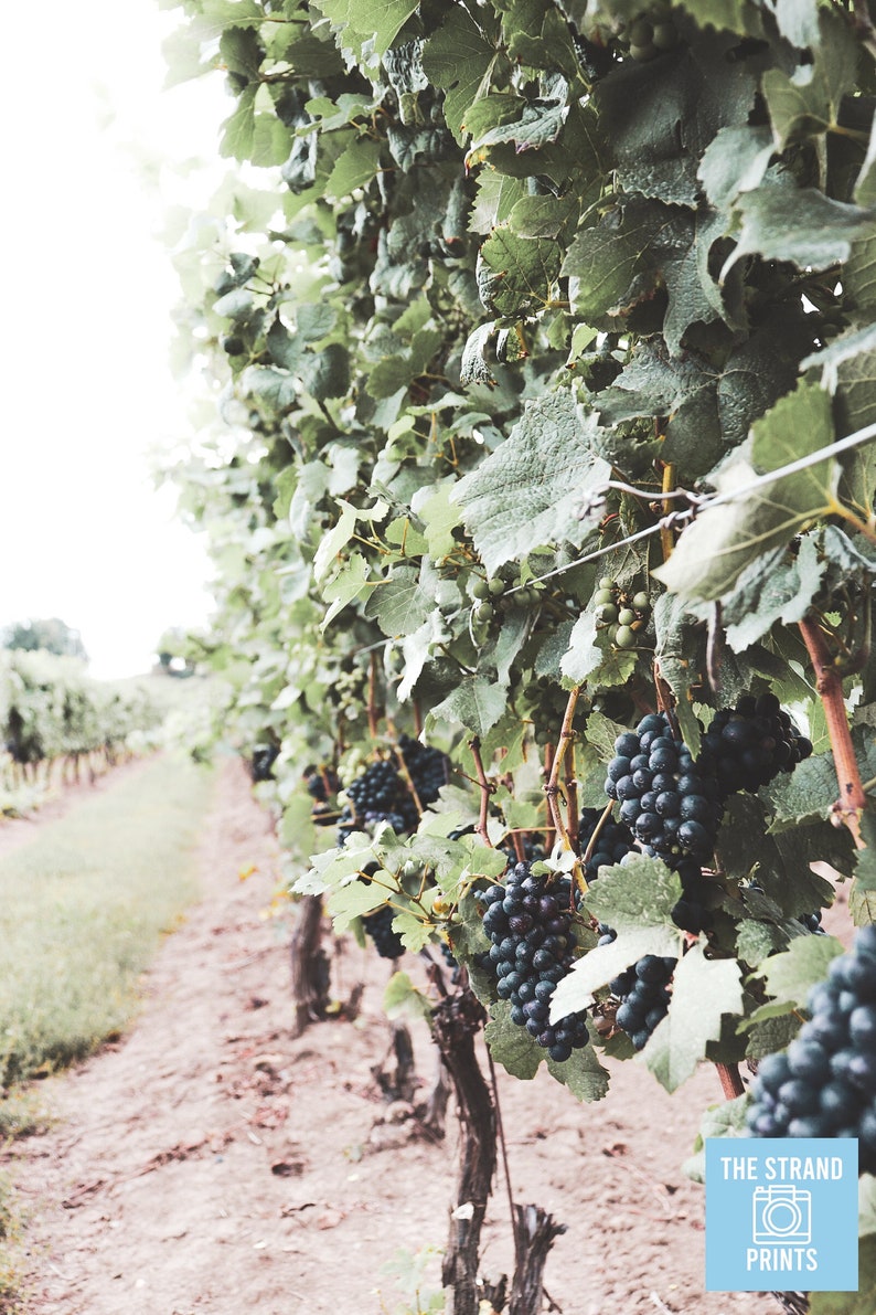 Vineyard Set of 3 Digital Print, Wine Country Poster, Napa Valley ...