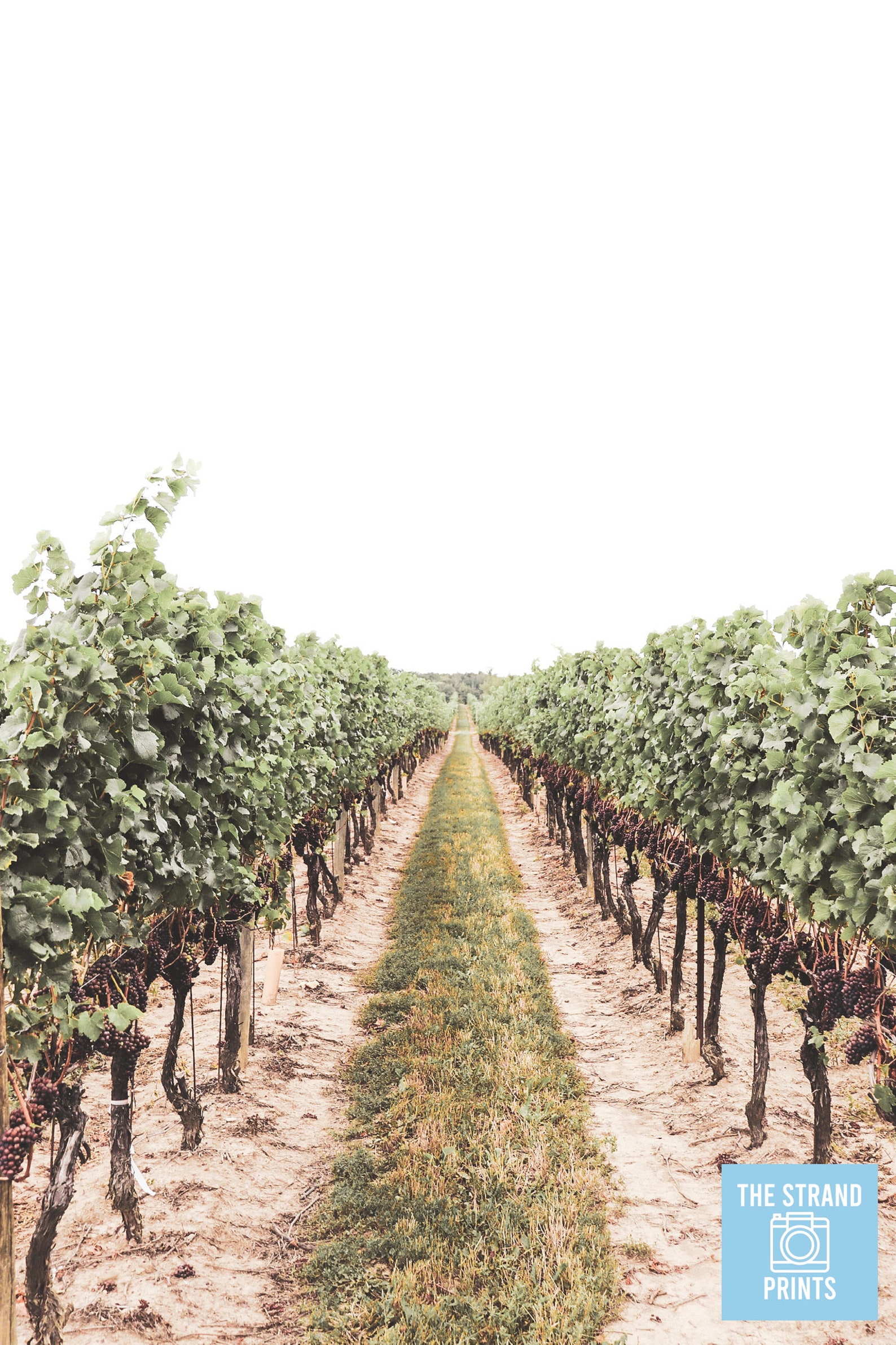 Vineyard Set of 3 Digital Print, Wine Country Poster, Napa Valley ...