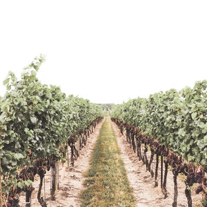 Vineyard Set of 3 Digital Print, Wine Country Poster, Napa Valley ...