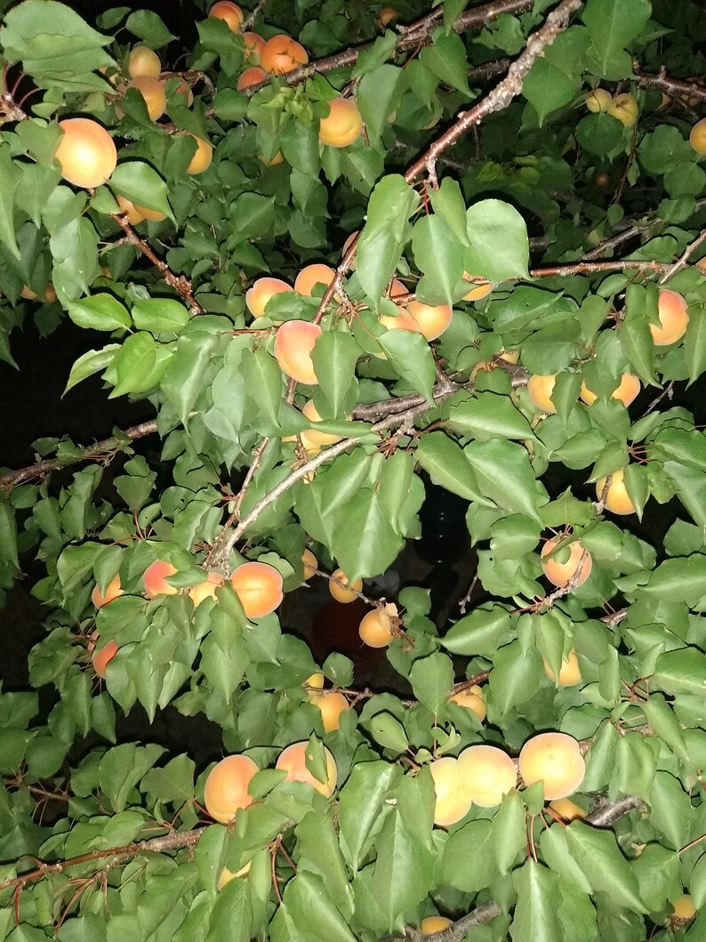 Aprium 'Flavor Delight' Apricot x Plum Hybrid Very | Etsy