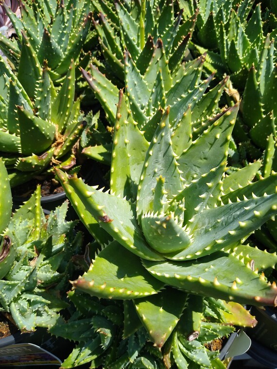 10 'velociraptor' Aloe Spikey Ornamental / - Etsy