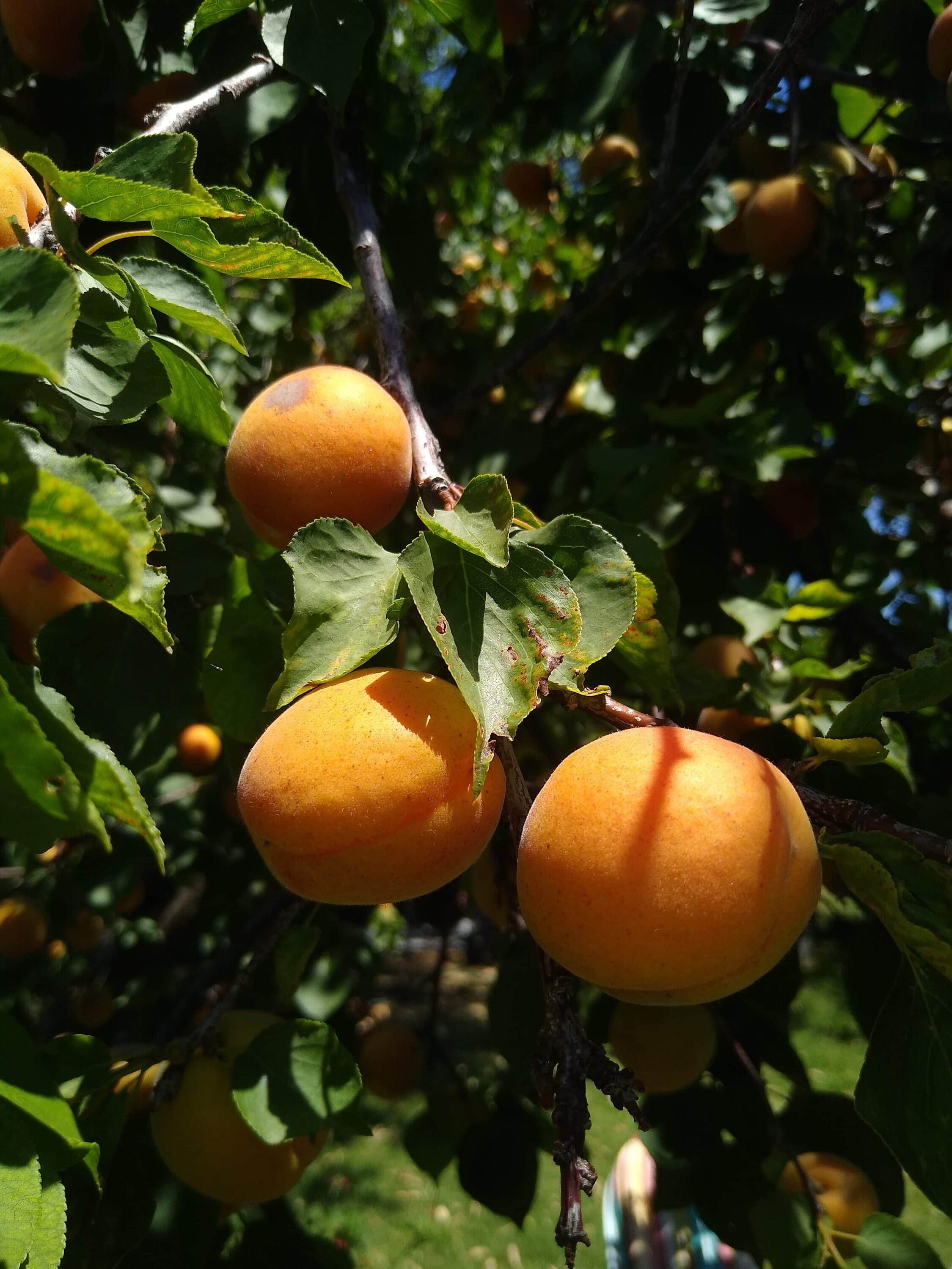 Aprium 'Flavor Delight' Apricot x Plum Hybrid Very | Etsy