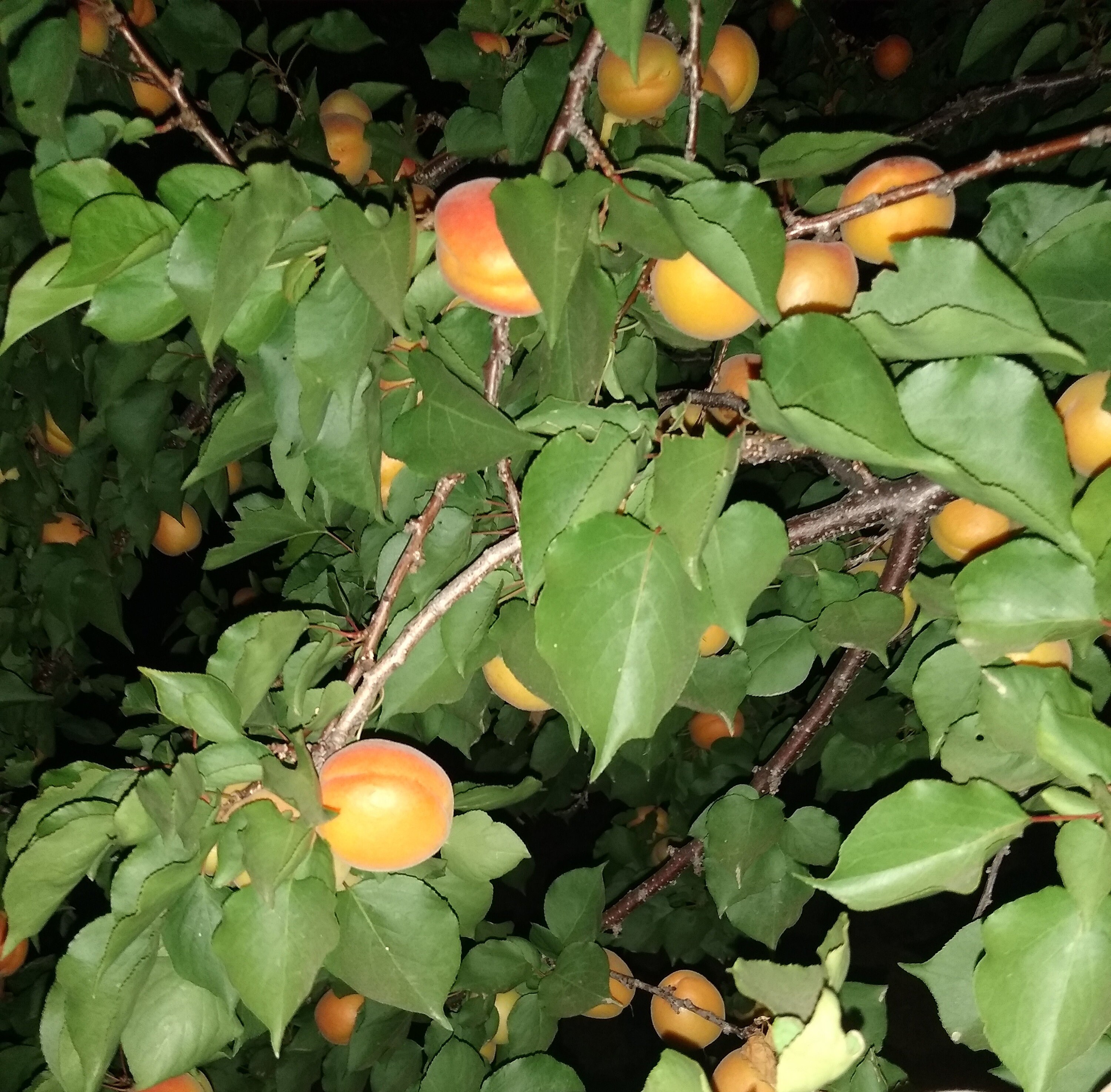 Aprium 'Flavor Delight' Apricot x Plum Hybrid Very | Etsy