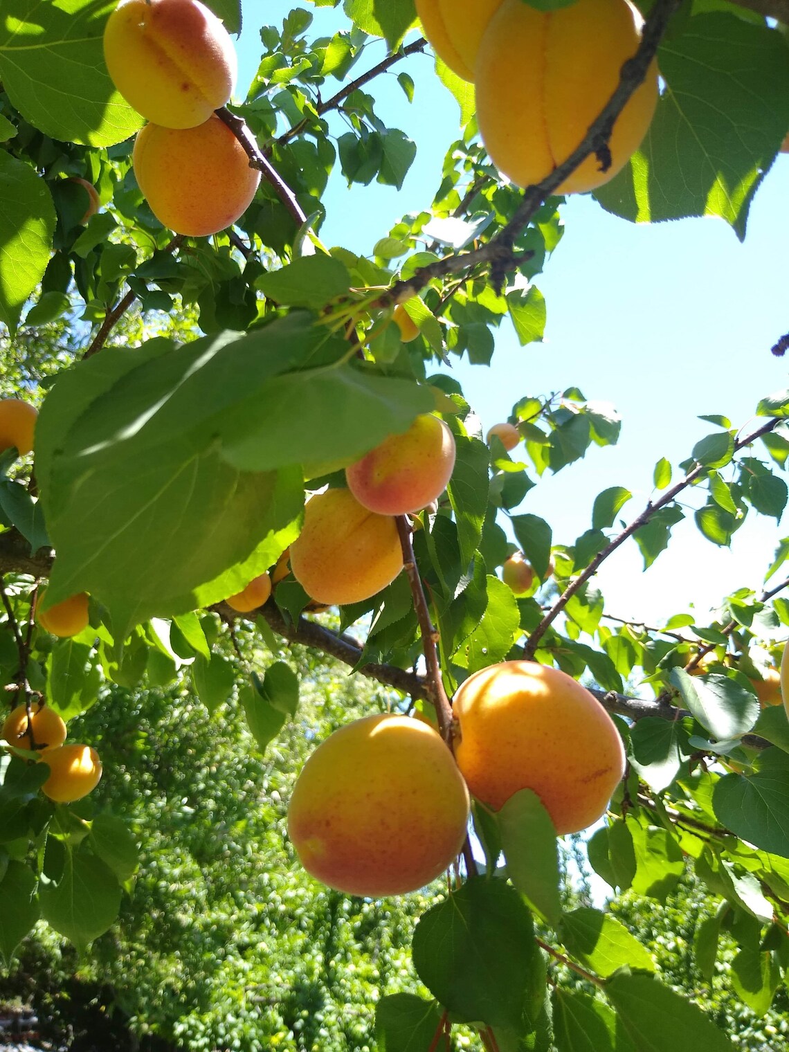 Aprium 'Flavor Delight' Apricot x Plum Hybrid Very | Etsy