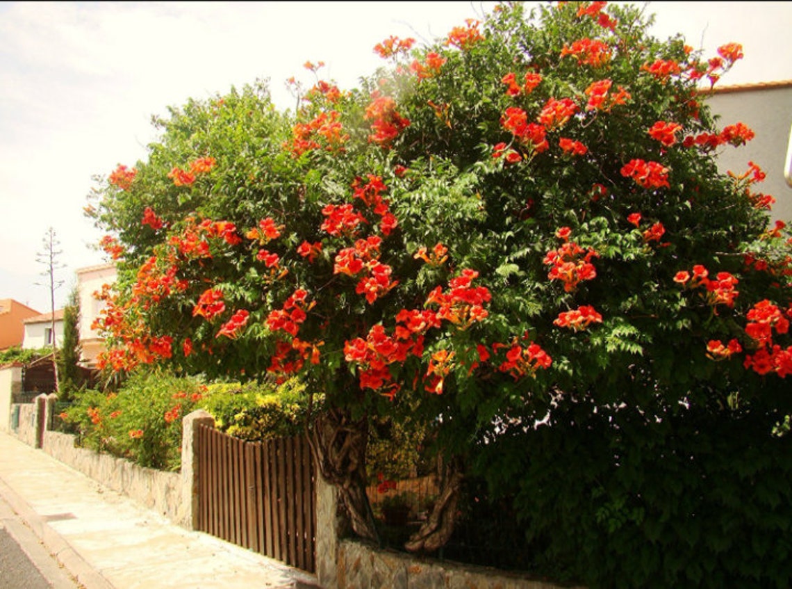 2ft 'oompa Loompa' Tecoma Orange Flowering - Etsy