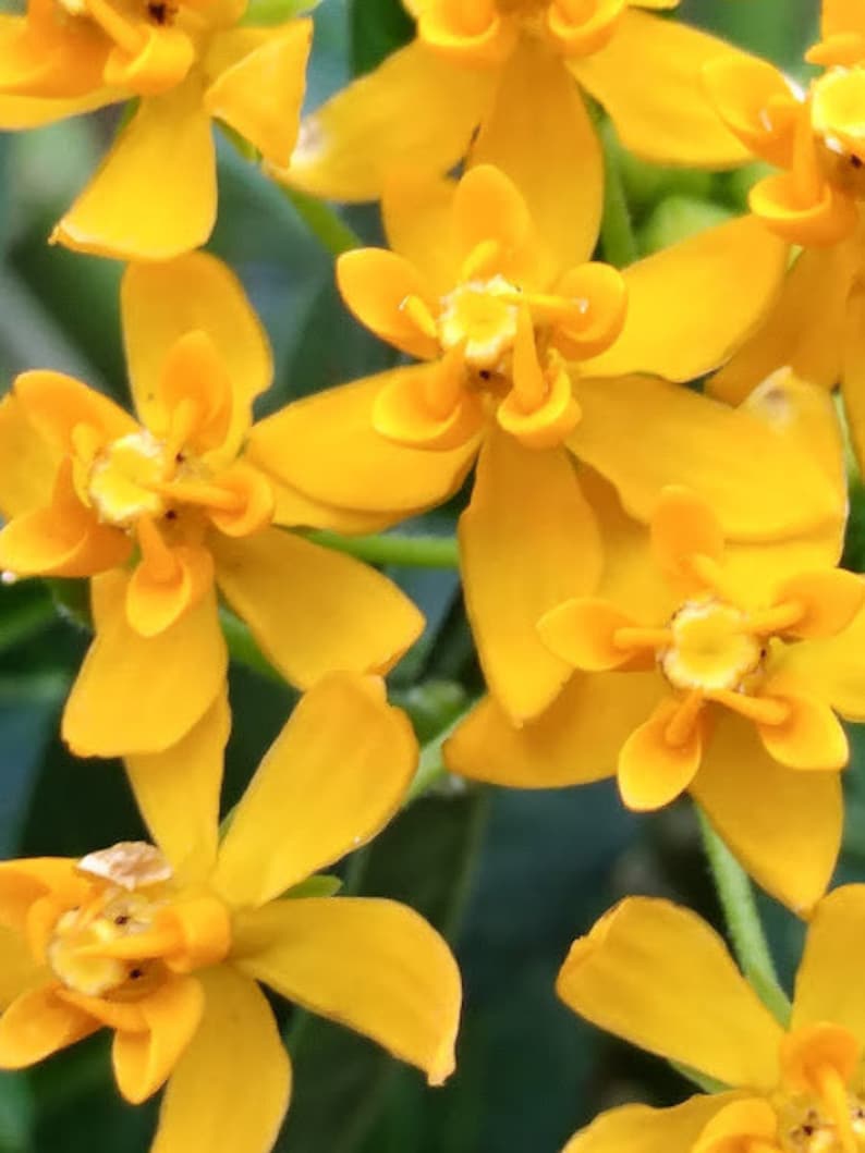 TROPICAL MILKWEED YELLOW (asclepias Curassavica); Scarlet Milkweed ...