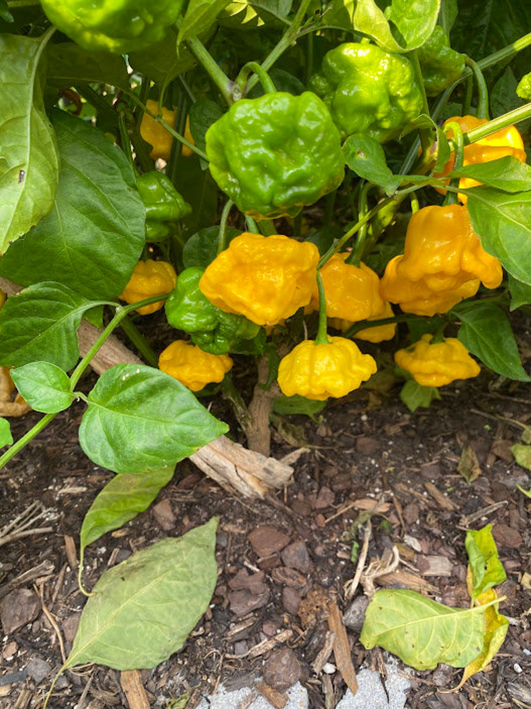 Fresh Yellow Scotch Bonnet Pepper PODS, Scotch Bonnet Pepper, Jamaican ...