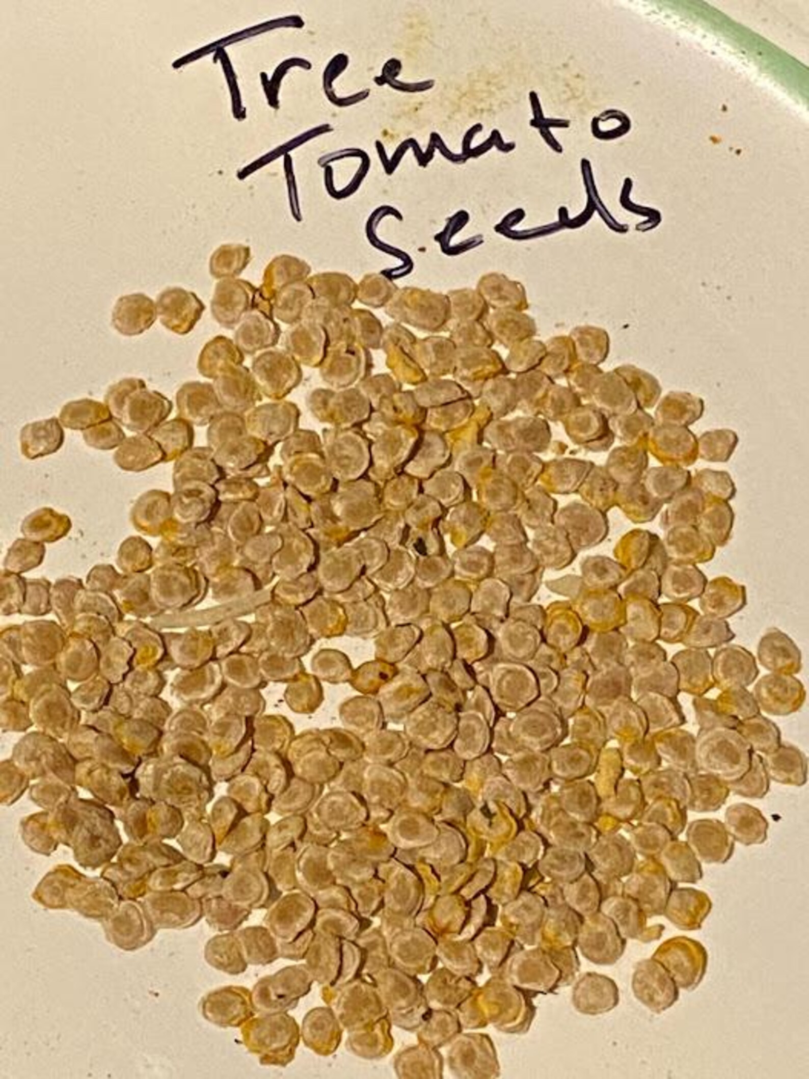 Tamarillo Seeds, Tomato Tree Seeds, Tree Tomato Seeds for Planting - Etsy