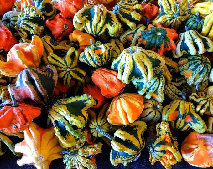 Super Wings Gourd Seeds - Etsy