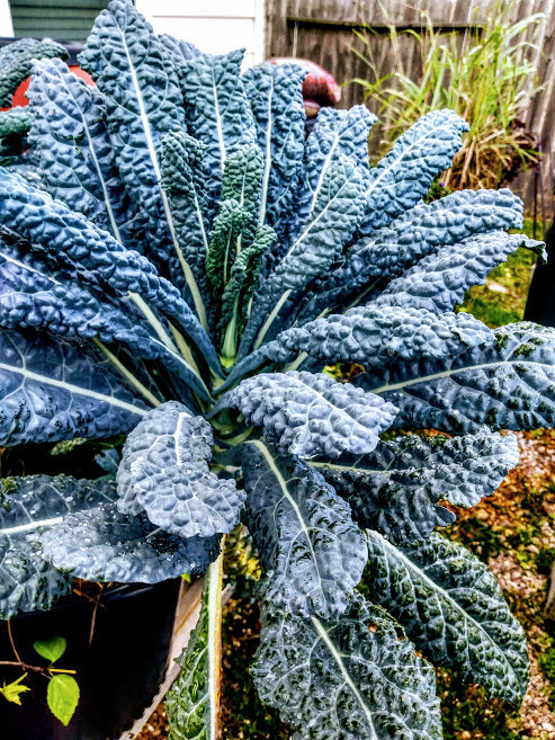 Dinosaur Kale Seeds Lacinato Kale Italian Tuscan Kale or | Etsy