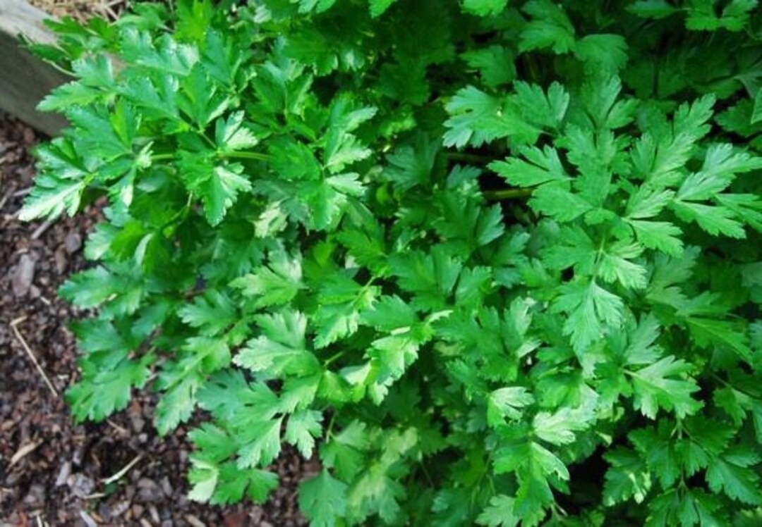 Italian Parsley, Italian Dark Green, Flat Leaf Parsley Seeds Single ...