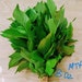 Freshly DRIED Scent Leaves, Freshly Dried Nchanwu Leaves, DRIED Efirin ...