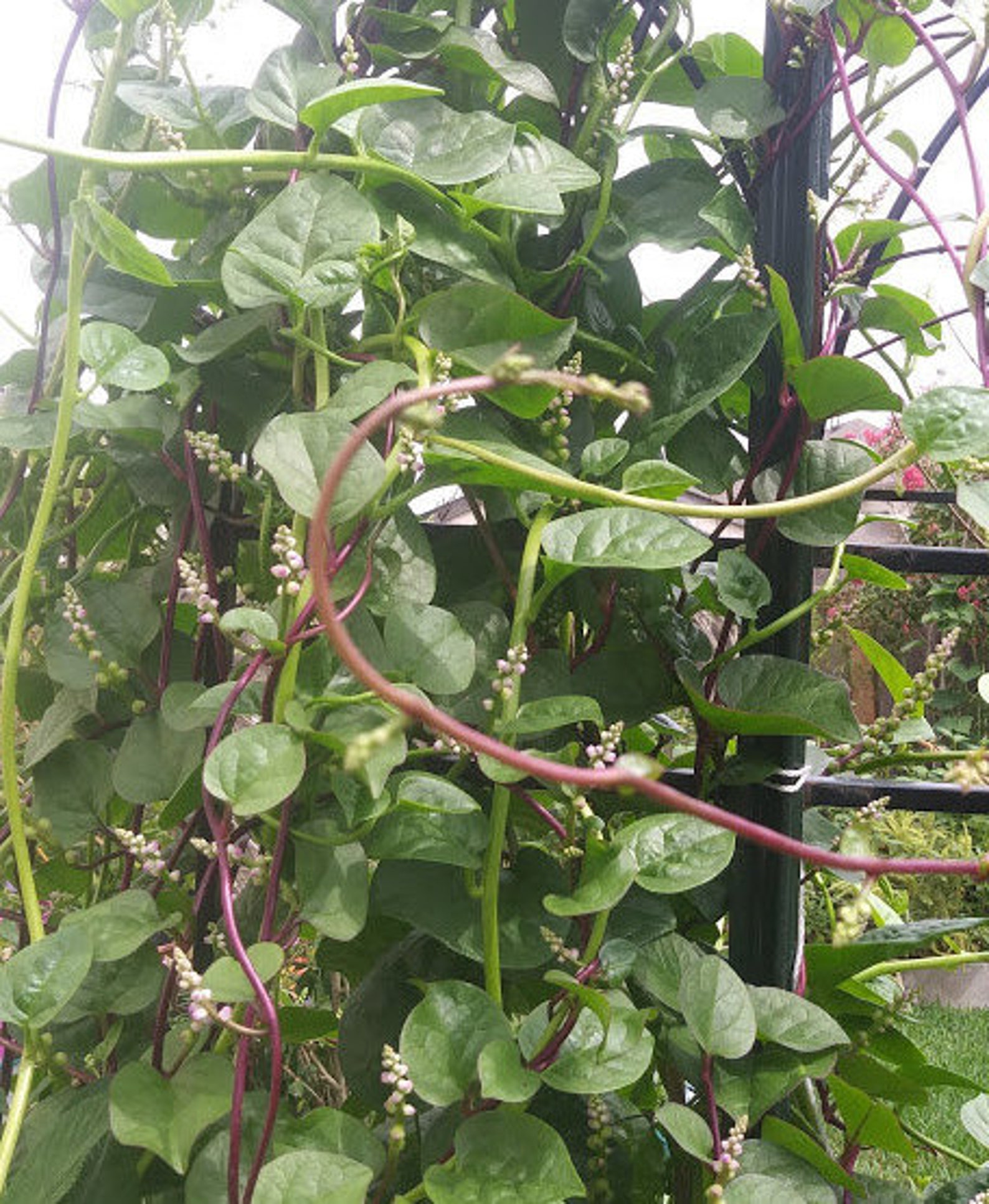 Malabar Spinach Seeds GREEN/RED STEM Basella Alba, Alugbati, Mồng Tơi ...