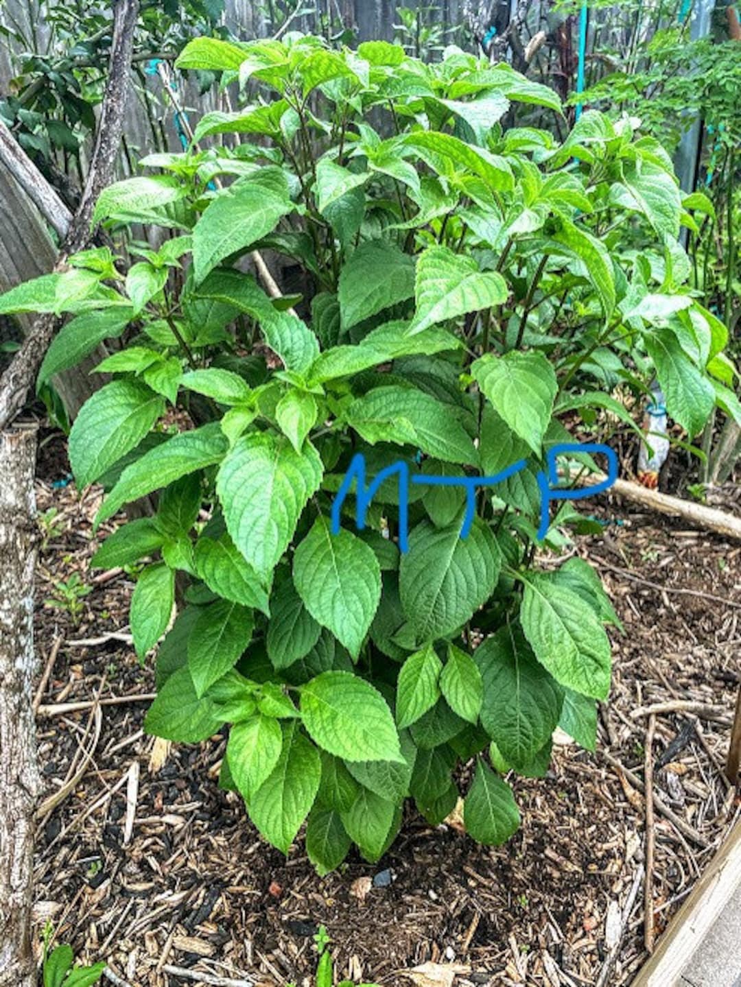 Scent Leaf Plant , Ocimum Gratissimum Clove Basil, African Basil ...