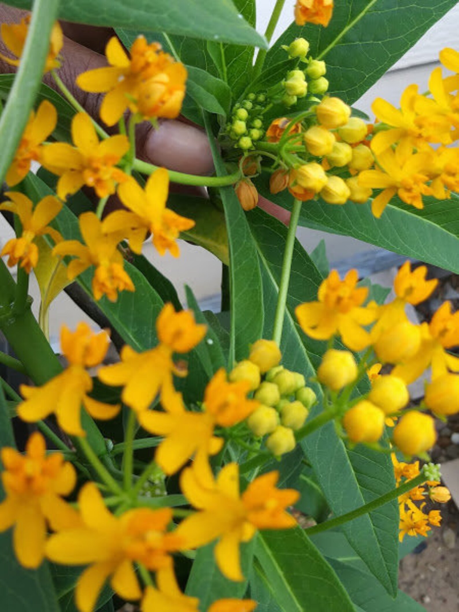 TROPICAL MILKWEED YELLOW (asclepias Curassavica); Scarlet Milkweed ...