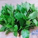 Green SEEDS african Spinach, Efo Tete, Callaloo, Amaranthus Hybridus ...