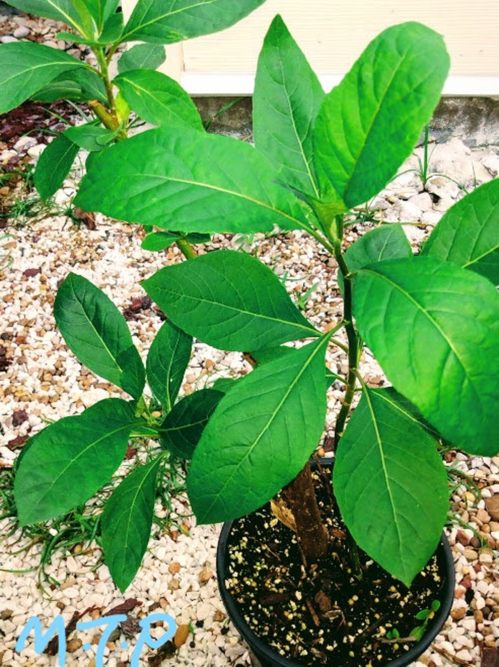 Large Bitterleaf Tree Plant Bitter Leaf Onugbu C y M t G u Etsy large-bitterleaf-tree-plant-bitter-leaf-onugbu-c-y-m-t-g-u-etsy
