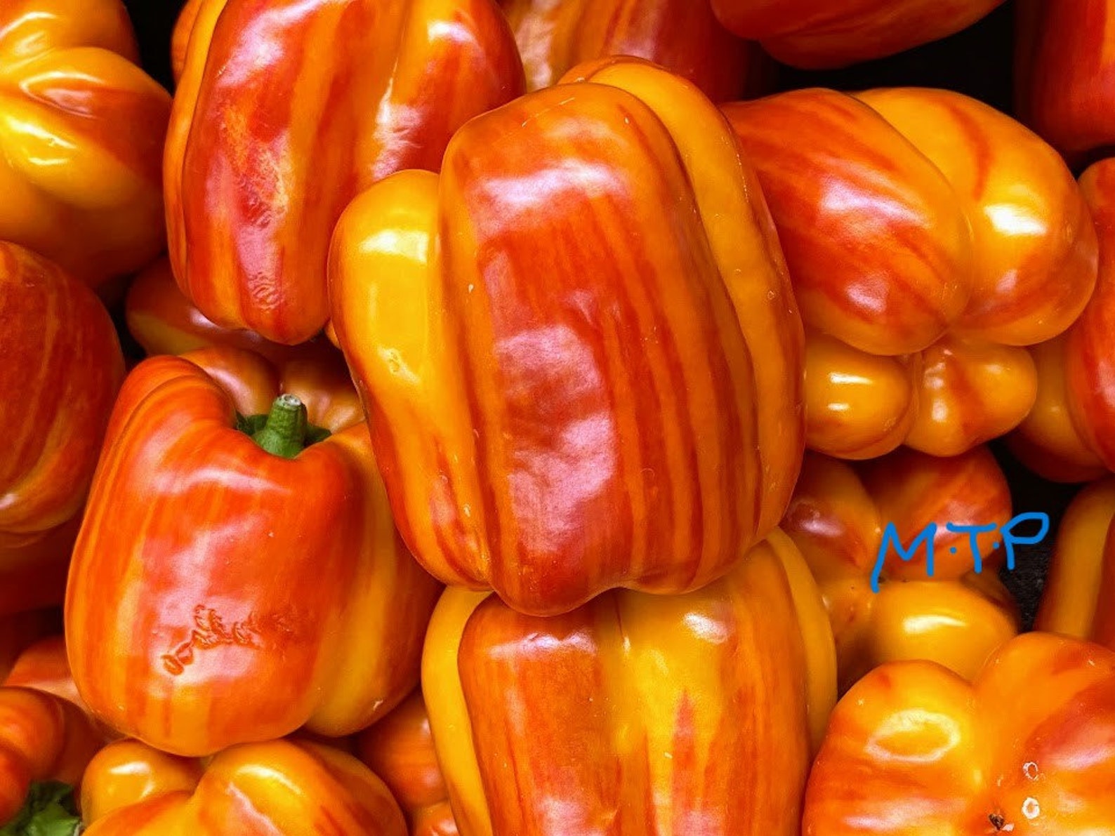 Aloha Sweet Bell Pepper Seeds, Aloha Rainbow Sunset Bell Pepper Seeds ...