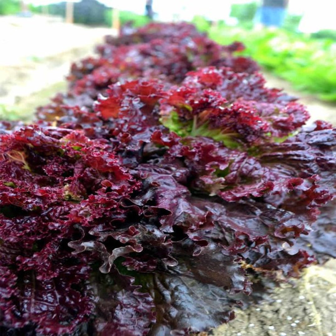 Ruby Red Lettuce Seeds - Vegetable Garden Seeds - Lettuce Seeds ...