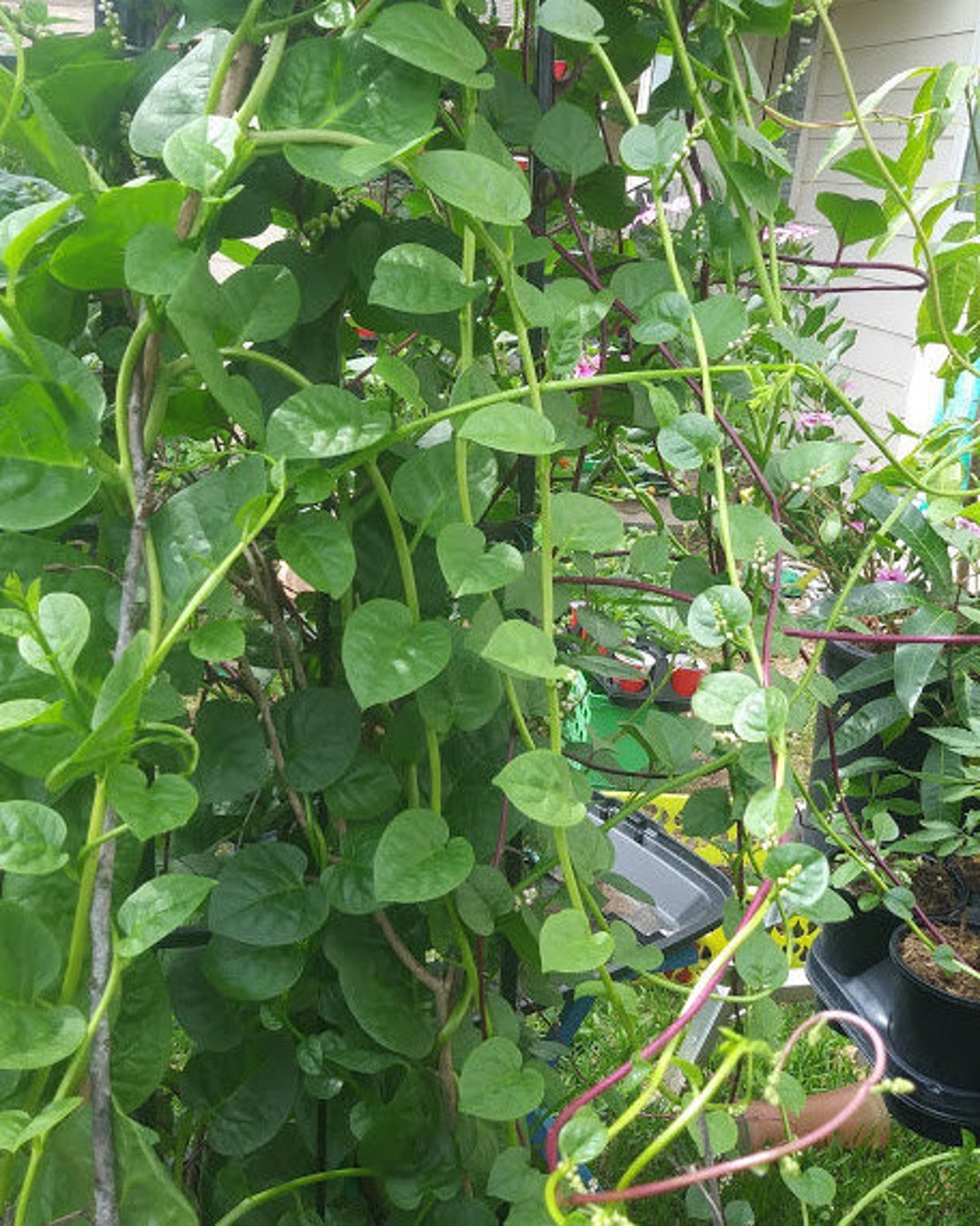Malabar Spinach Seeds GREEN/RED STEM Basella Alba, Alugbati, Mồng Tơi ...