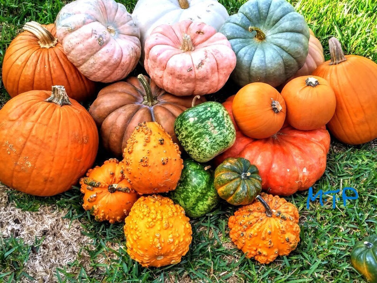 Jarrahdale Blue Pumpkin Seeds - Jarrahdale Blue Pumpkin - Queensland ...