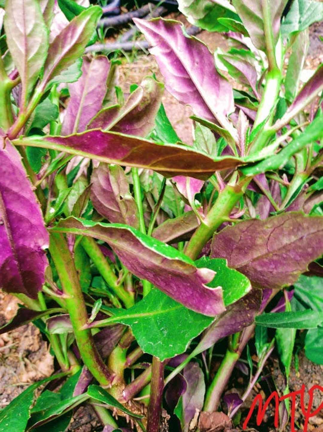Okinawa Spinach, 12 Cuttings, Perennial Spinach, Super Food, Easy to ...