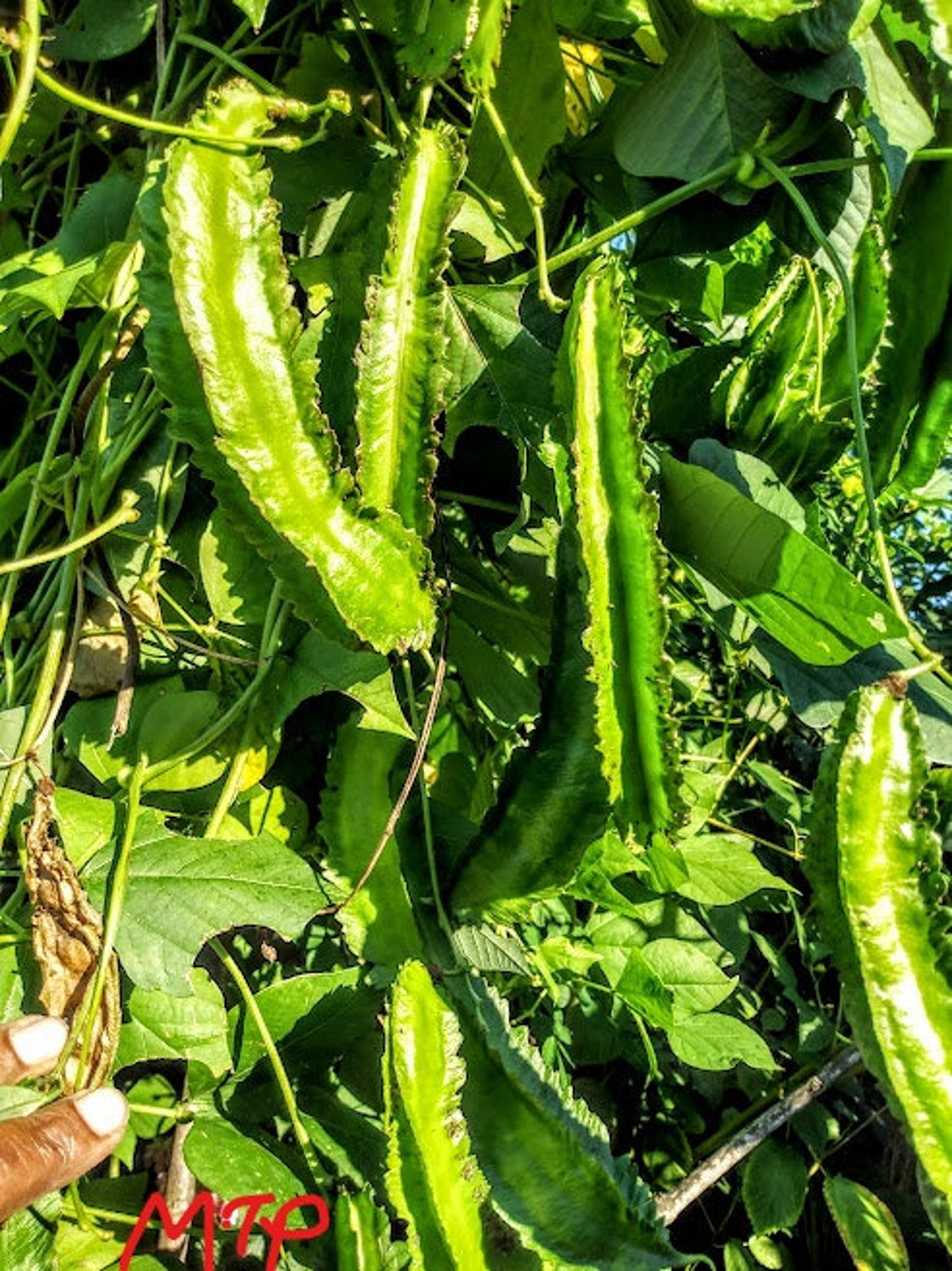 Winged Bean Seeds, Asparagus Pea, Winged Pea, Four Angled Bean, Manila ...