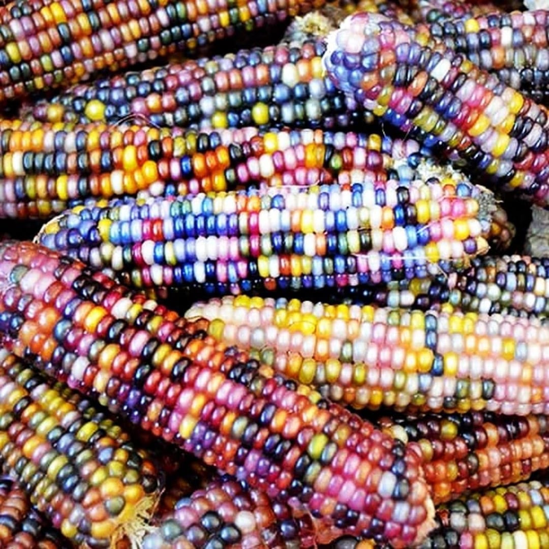 Glass Gem Corn Seeds, Popcorn Delicious Jewel-toned, Glass-like Kernels ...