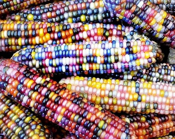 Summer Mix Popcorn Seeds - Etsy