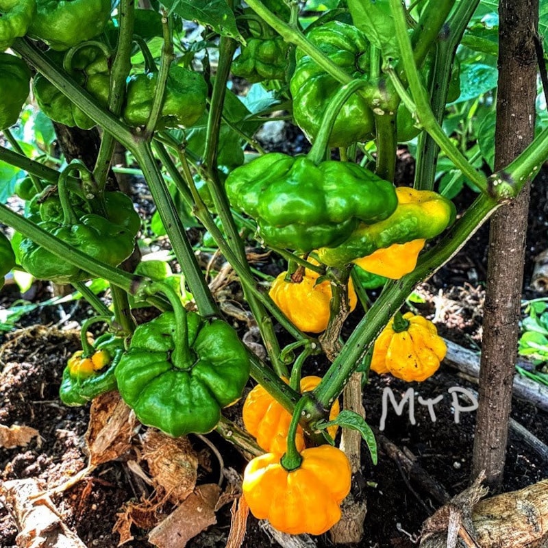 Scottish Bonnet - Etsy