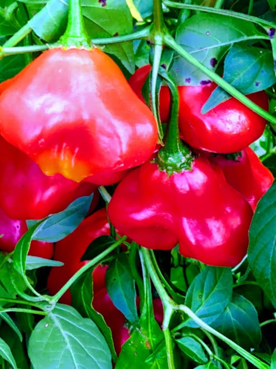 Bishops Crown Pepper Seeds Mad Hatter Pepper Seeds Jamaican - Etsy
