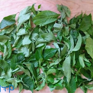 Freshly DRIED Scent Leaves, Freshly Dried Nchanwu Leaves, DRIED Efirin ...