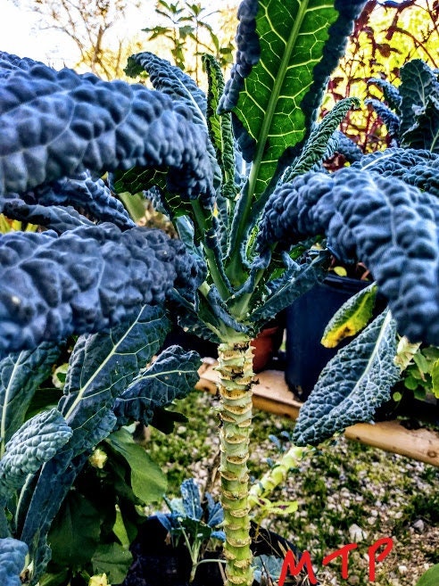 Dinosaur Kale Seeds | Lacinato Kale Italian Tuscan Kale or Tuscany ...