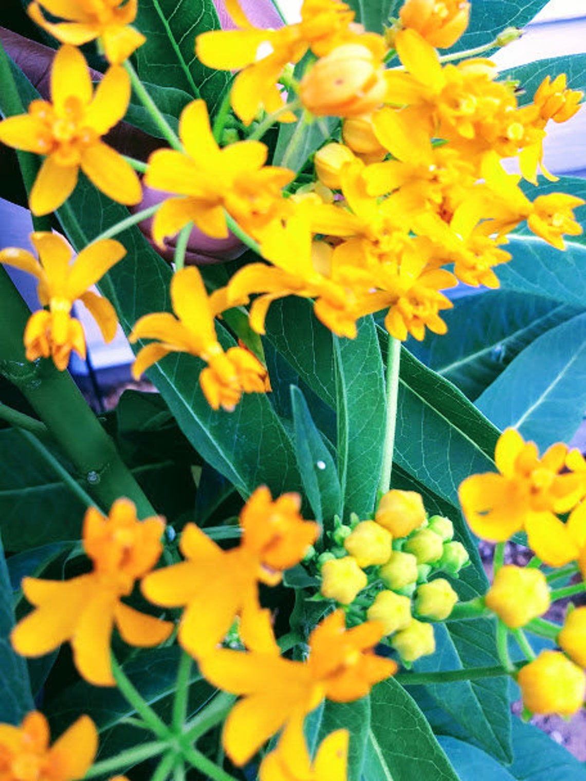 TROPICAL MILKWEED YELLOW (asclepias Curassavica); Scarlet Milkweed ...