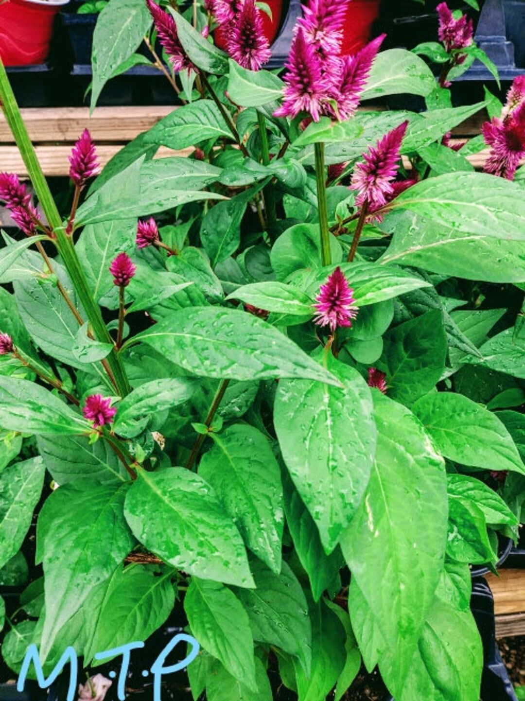 Celosia Argentea Seed