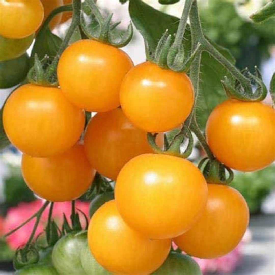 Yellow Tumbling Tom Tomato Seeds, Tumbling Tom Tomato Seeds, - Etsy