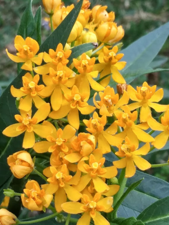 TROPICAL MILKWEED YELLOW asclepias Curassavica Scarlet - Etsy