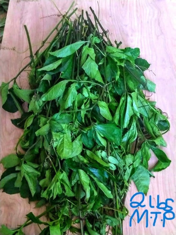 Fresh Ugu Leaves for Cooking Fluted Pumpkin Leaves - Etsy